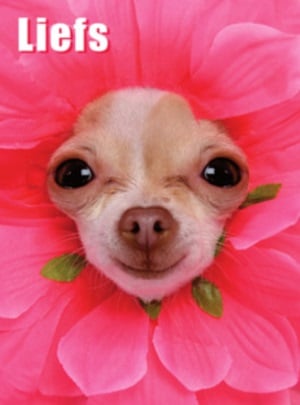 Lieve teksten. Liefdes teksten, lieve zinnetjes en meer! TIP!